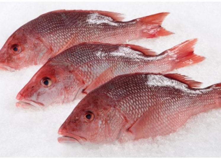 New Zealand Red Snapper | AT THE SOURCE DISTRIBUTION
