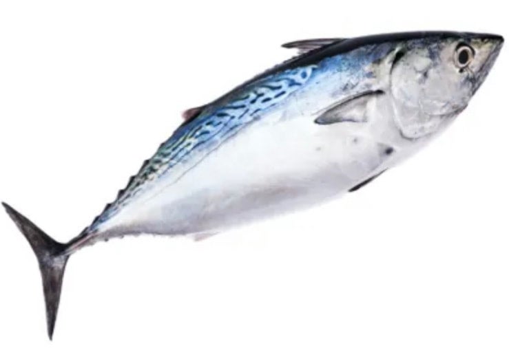 Frozen Tuna Fish/Thon Frais | AT THE SOURCE DISTRIBUTION